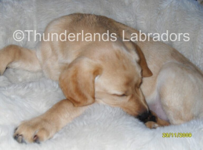 Our Dogs Gallery | Thunderlands Labradors